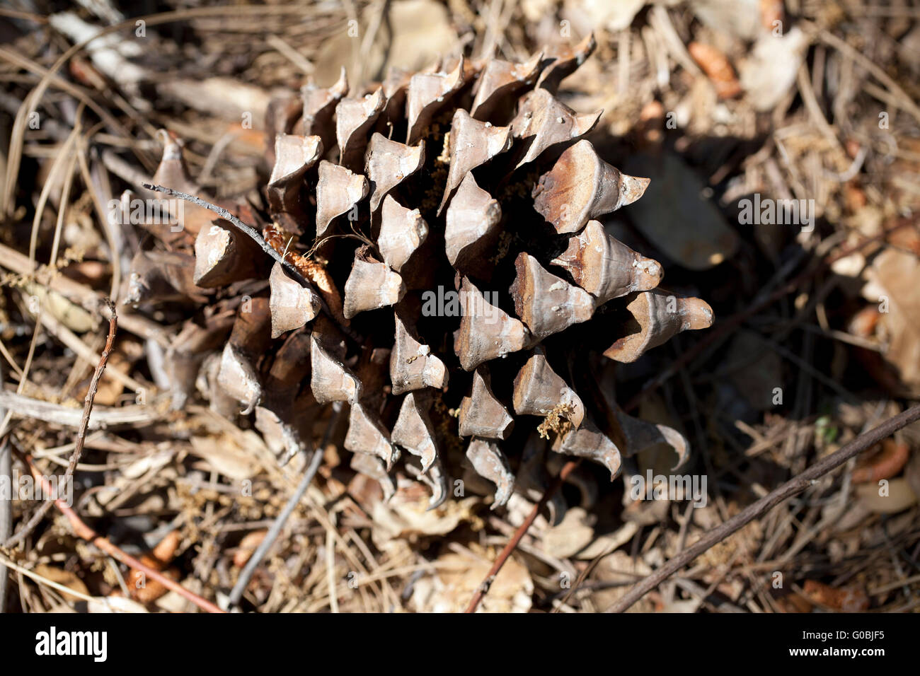 Dried open pine cone laying on needles ground Stock Photo - Alamy