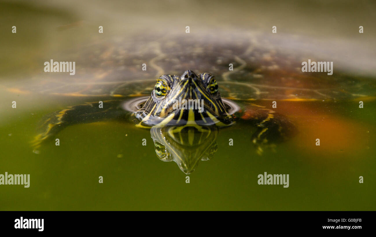 Yellow bellied turtles hi-res stock photography and images - Alamy