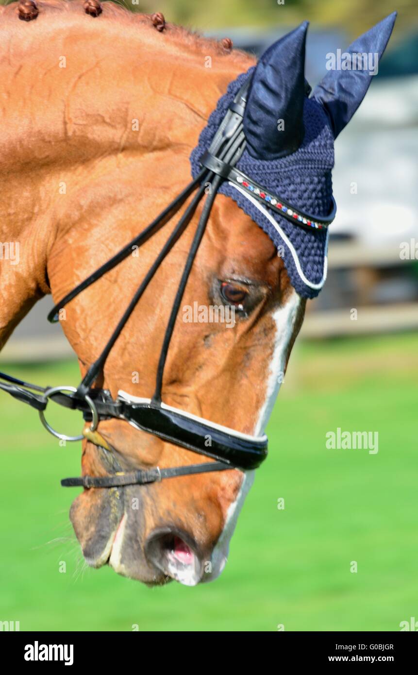 Chestnut dressage horse and blue cap in portrait Stock Photo - Alamy