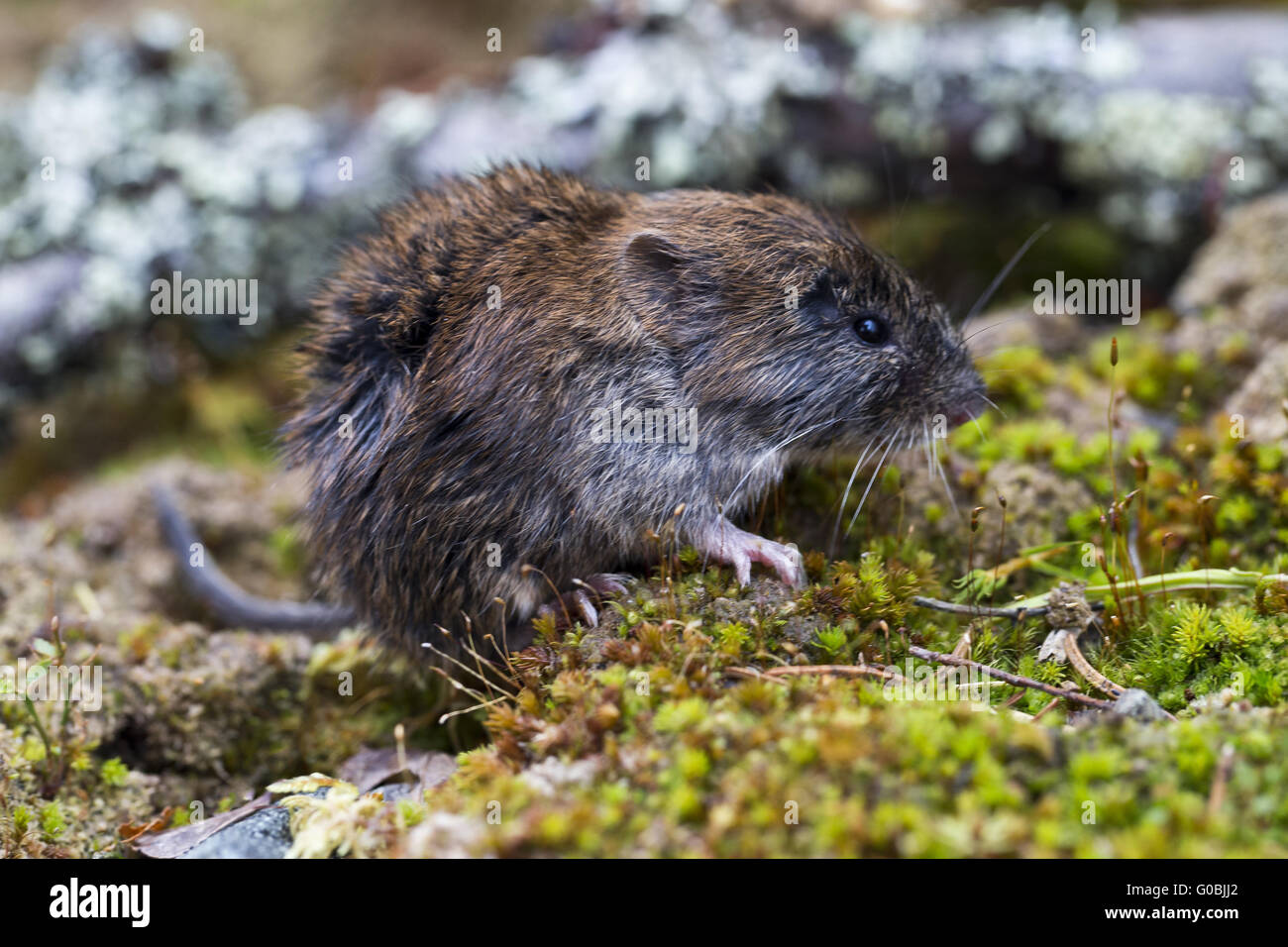 Red backed vole hi-res stock photography and images - Alamy