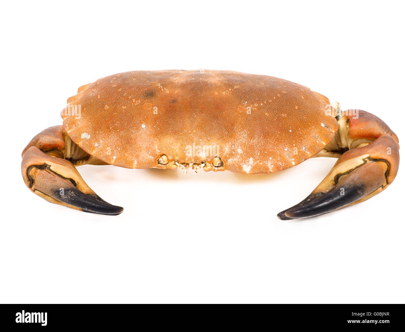 Boiled orange color crab Stock Photo - Alamy