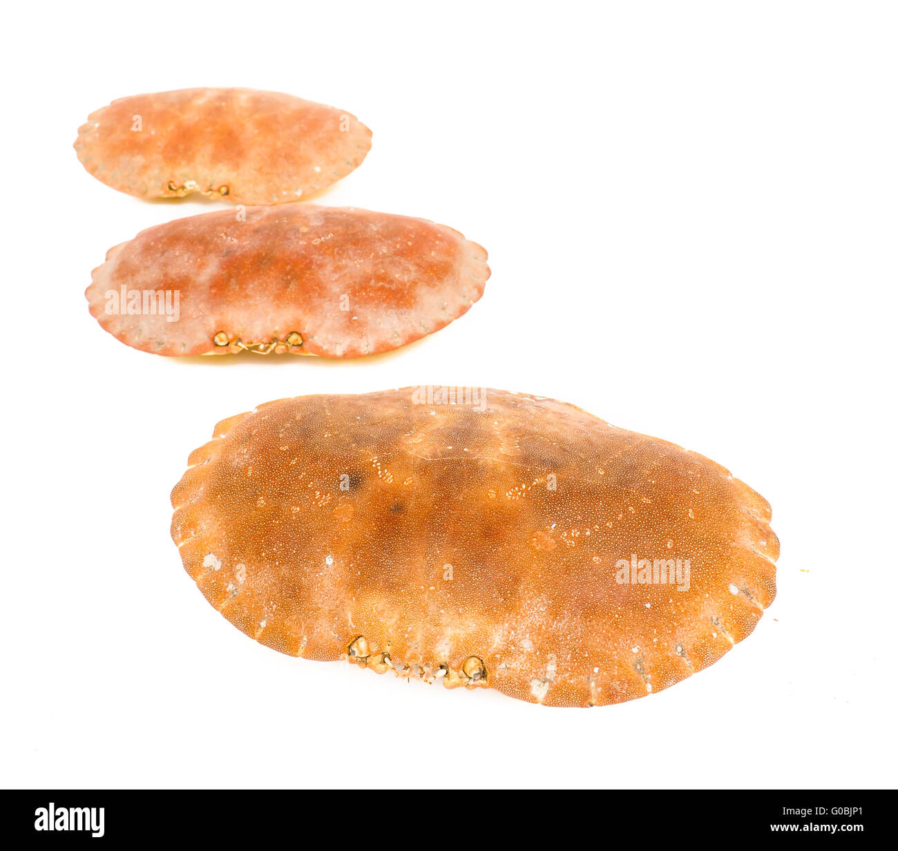 Crab shells hi-res stock photography and images - Alamy