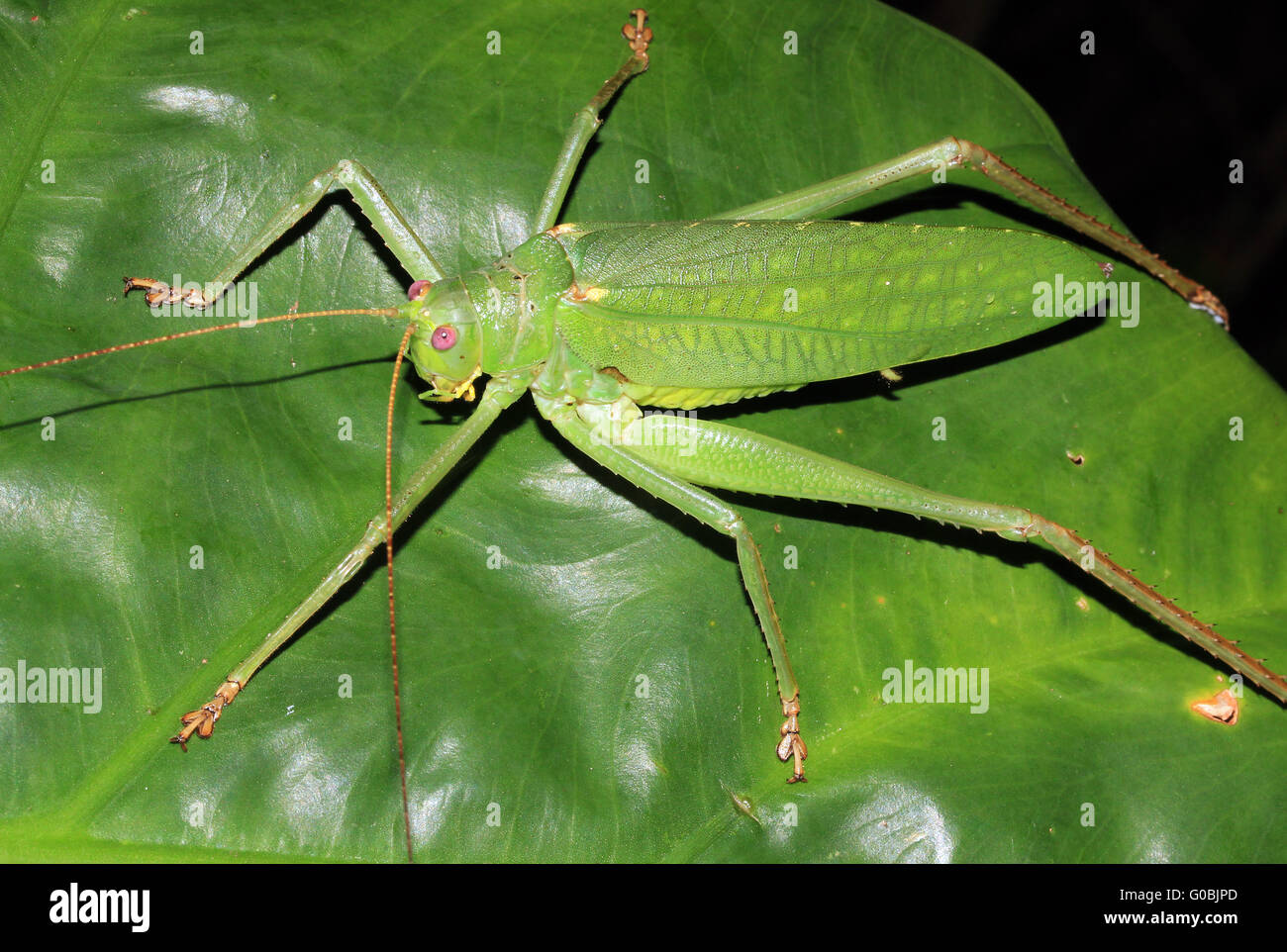 Costa rican grasshopper hi-res stock photography and images - Alamy