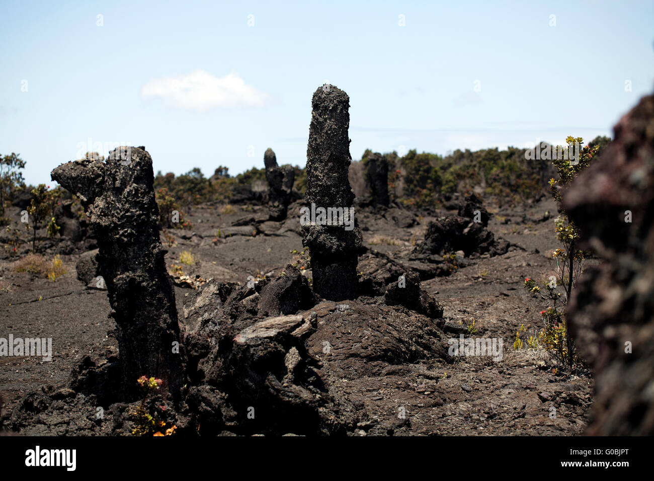 Tree trunks caught in hardened lava flow Stock Photo - Alamy
