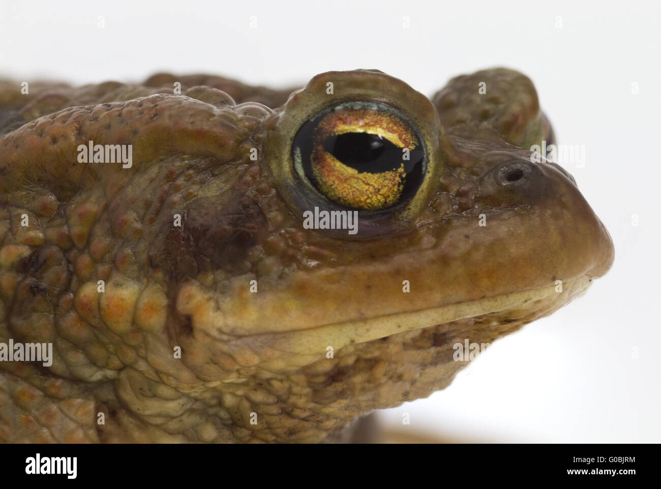 common toad head side view Stock Photo - Alamy