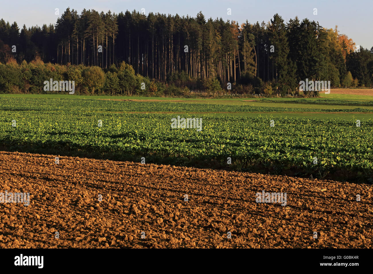 German landscape with tree hi-res stock photography and images - Alamy