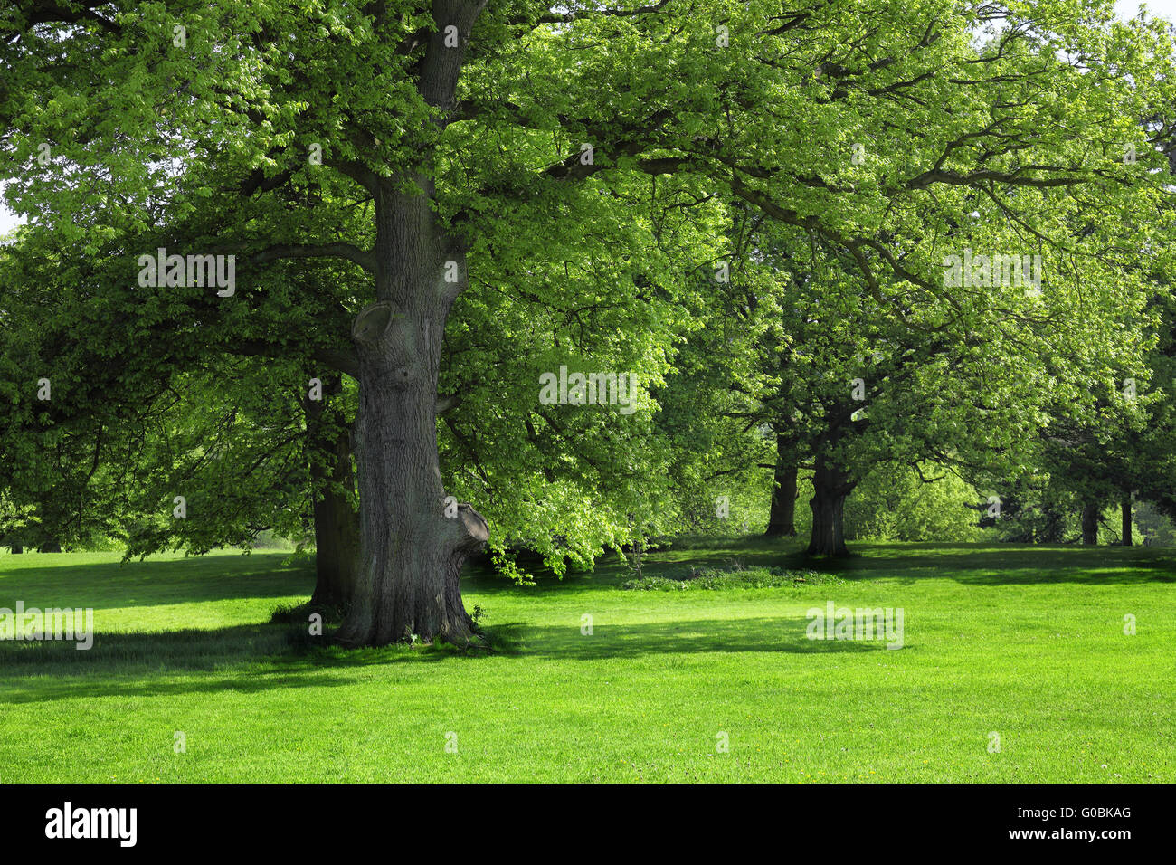 Green grass under Big tree Stock Photo - Alamy