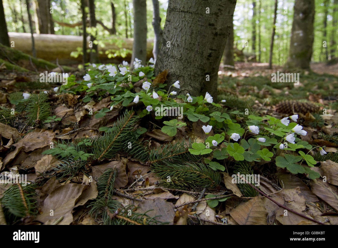 Nice trees hi-res stock photography and images - Alamy