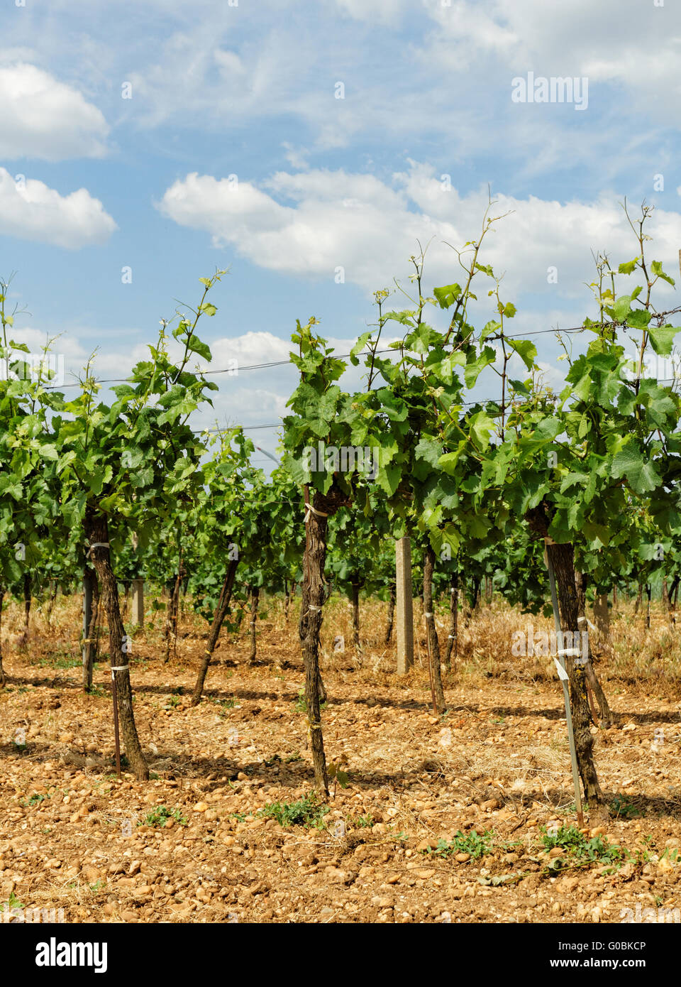 Tokay wine hi-res stock photography and images - Alamy