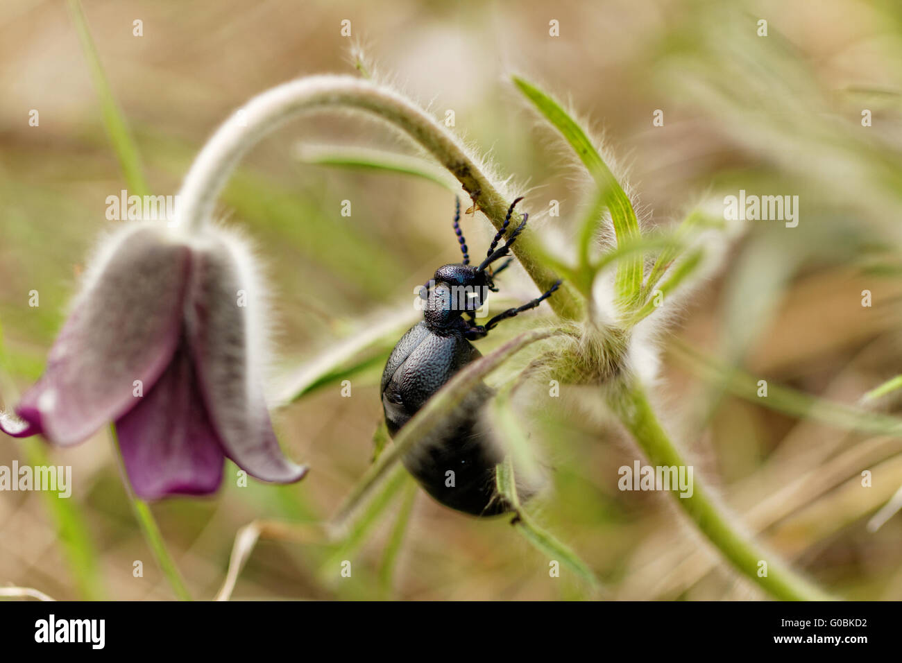 Close up photo of a chafter on the purple flower Stock Photo - Alamy