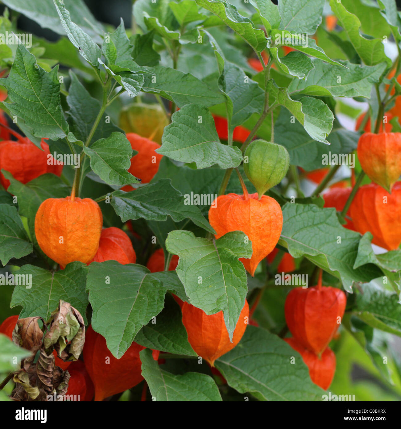 bladder cherry, Chinese lantern, Japanese lantern Stock Photo - Alamy