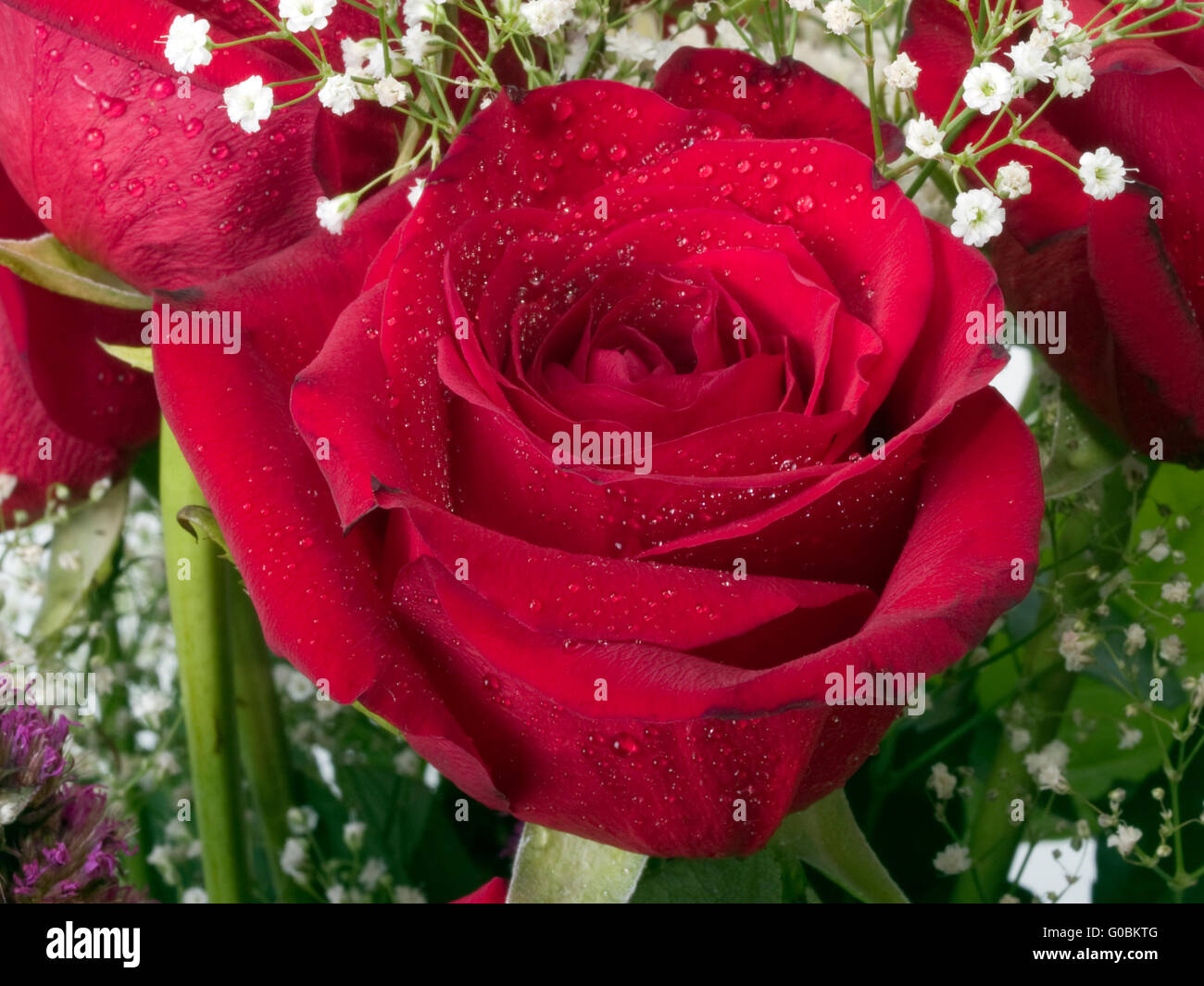 Closeup of red rose with water drops Stock Photo - Alamy