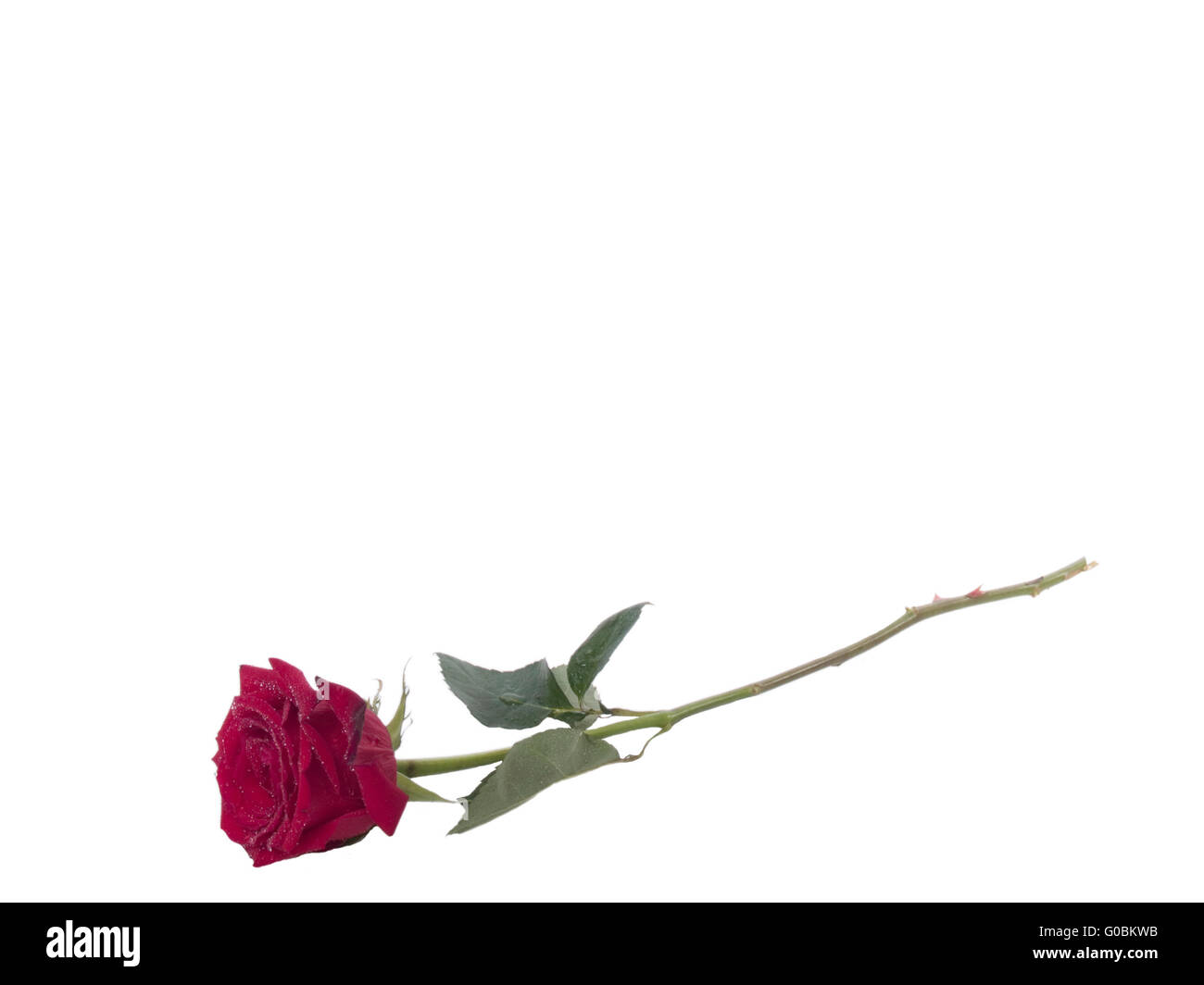 Long stem rose hi-res stock photography and images - Alamy