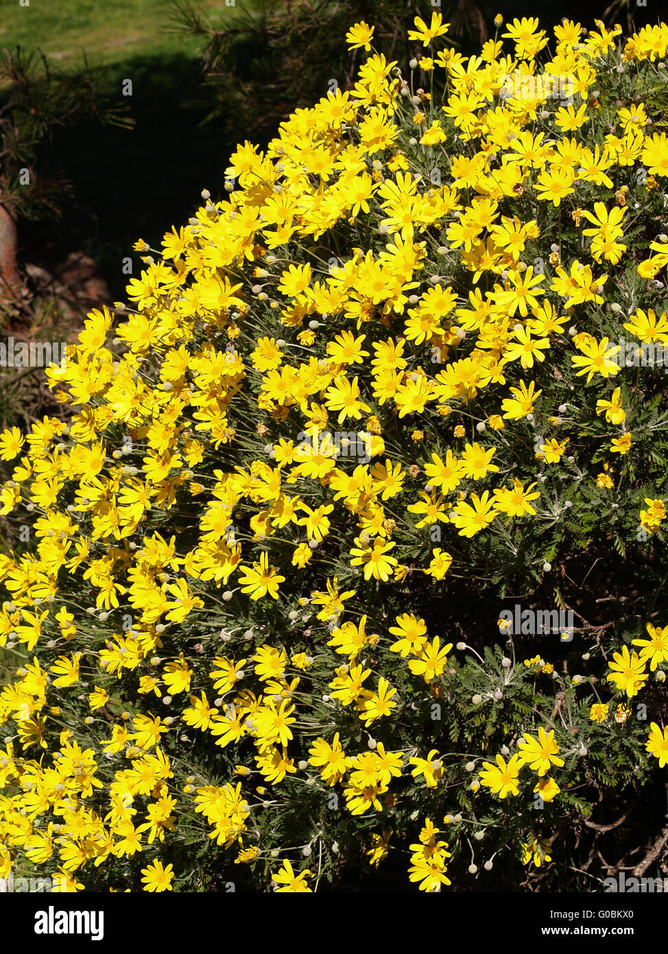 Yellow flowering bush in sunshine Stock Photo - Alamy