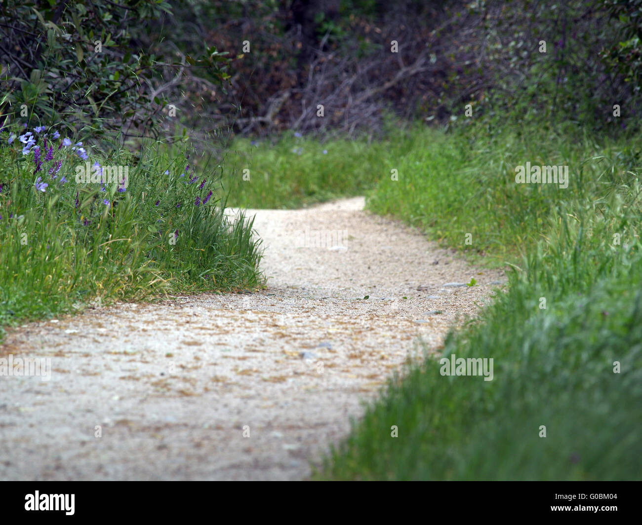 outdoor walking path green grass and wildflowers low angle Stock Photo ...