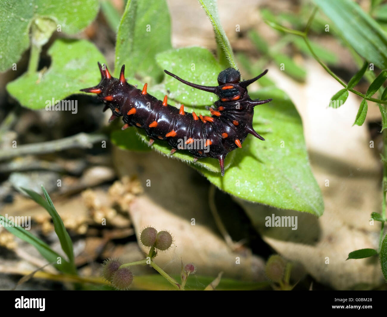 Caterpillar Spikes High Resolution Stock Photography and Images - Alamy