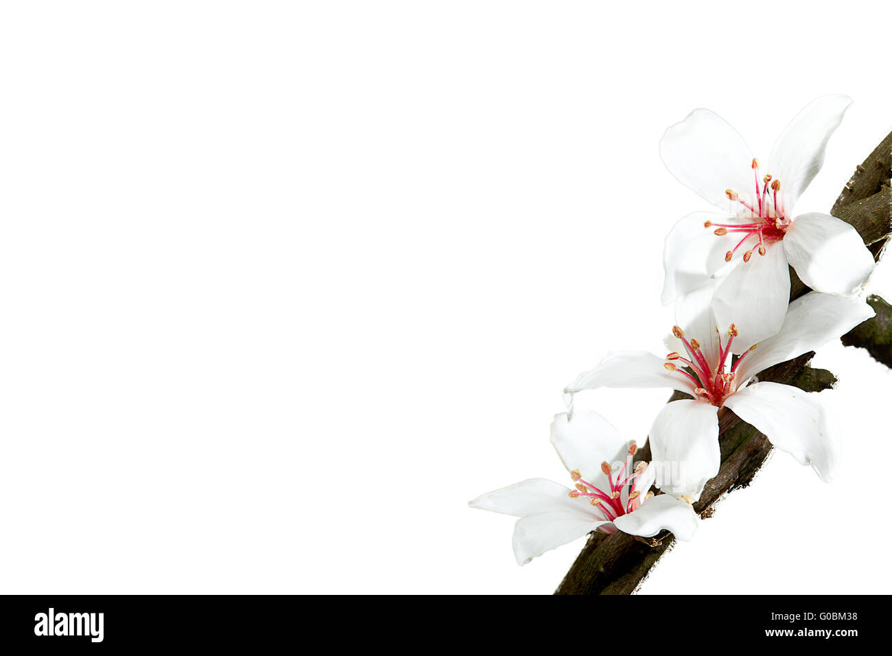 The tung flower Blossom dring the spring season with nice color Stock ...