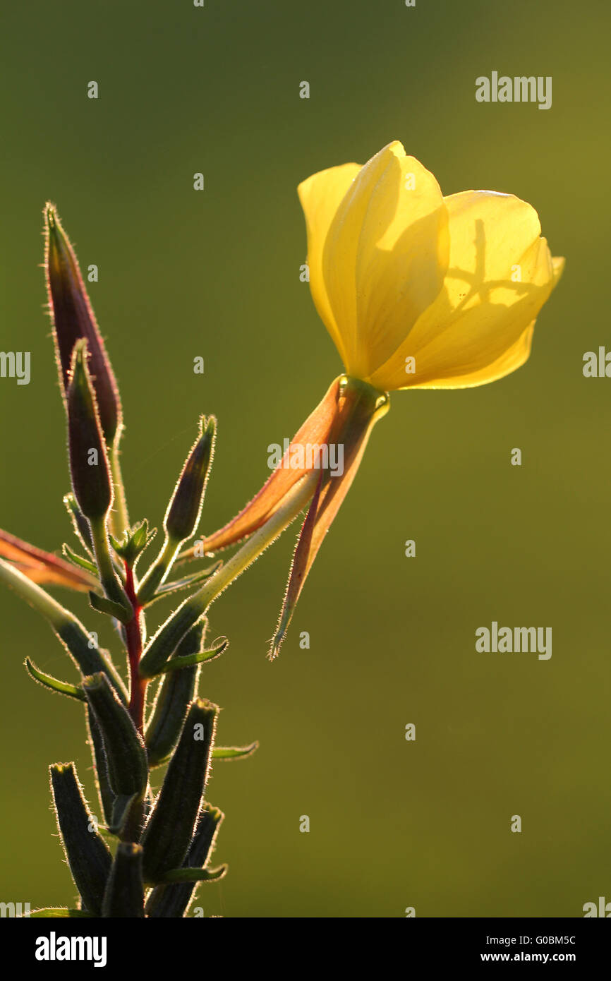 common evening-primrose, evening star, sun drop Stock Photo - Alamy