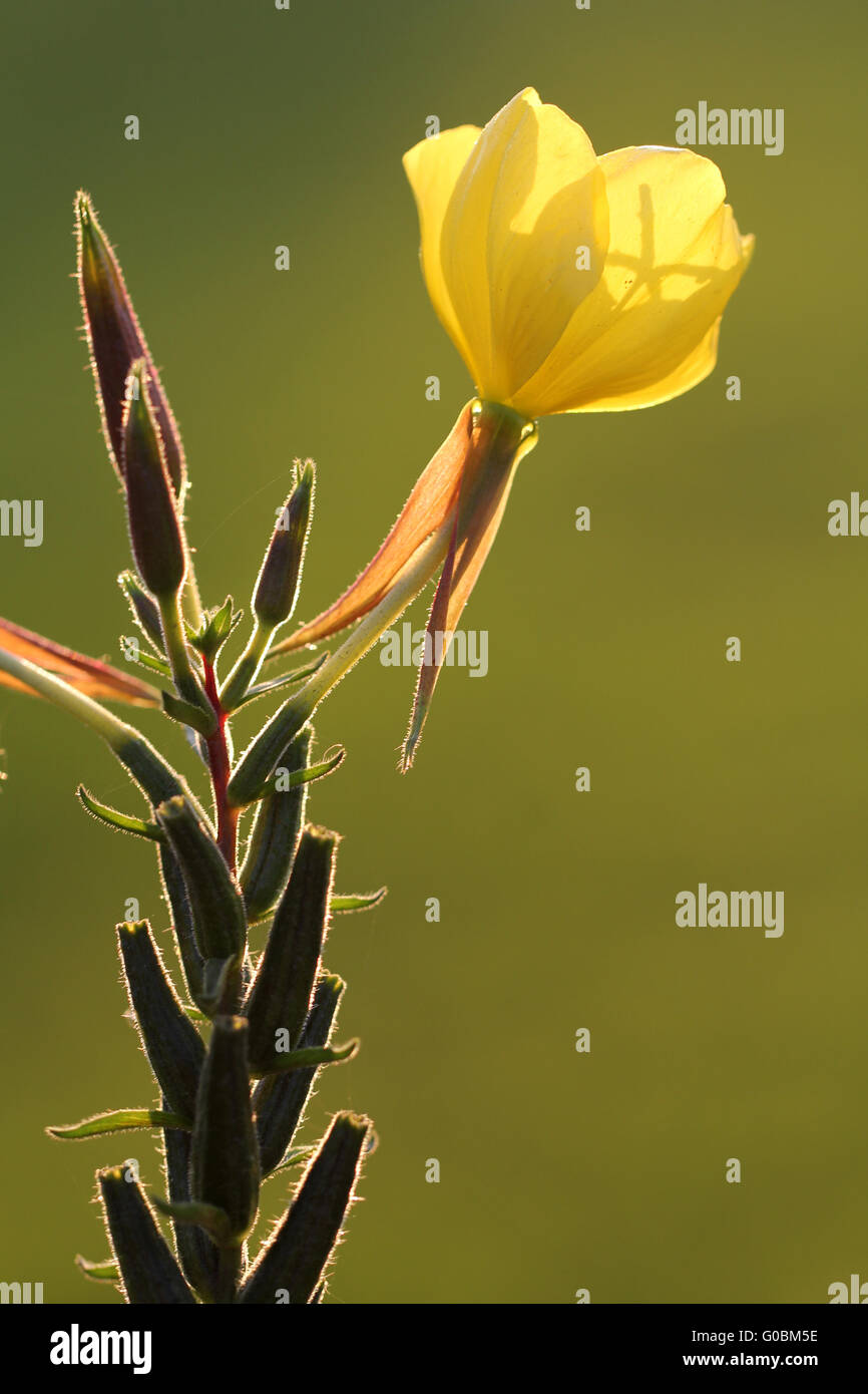 Evening star hi-res stock photography and images - Alamy