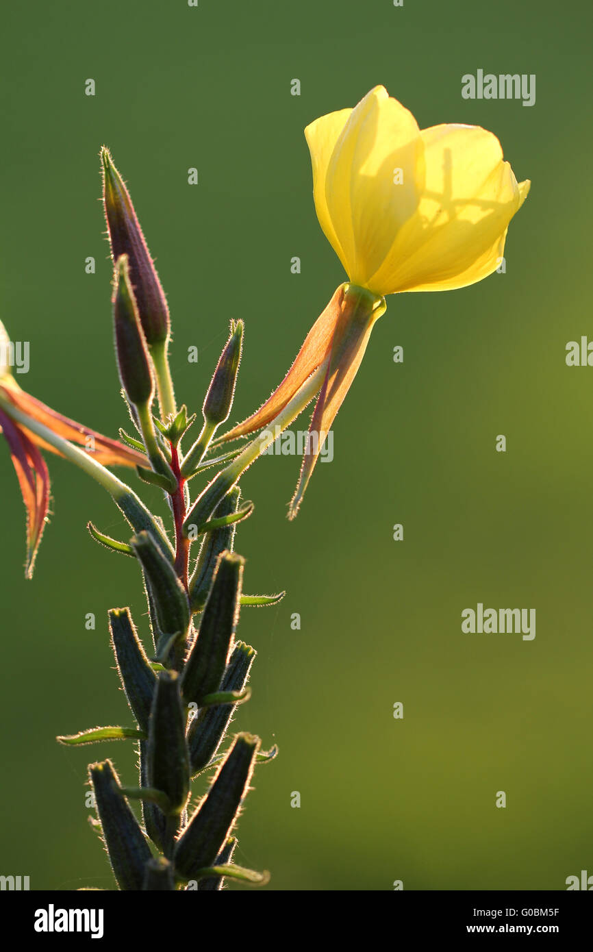 common evening-primrose, evening star, sun drop Stock Photo - Alamy