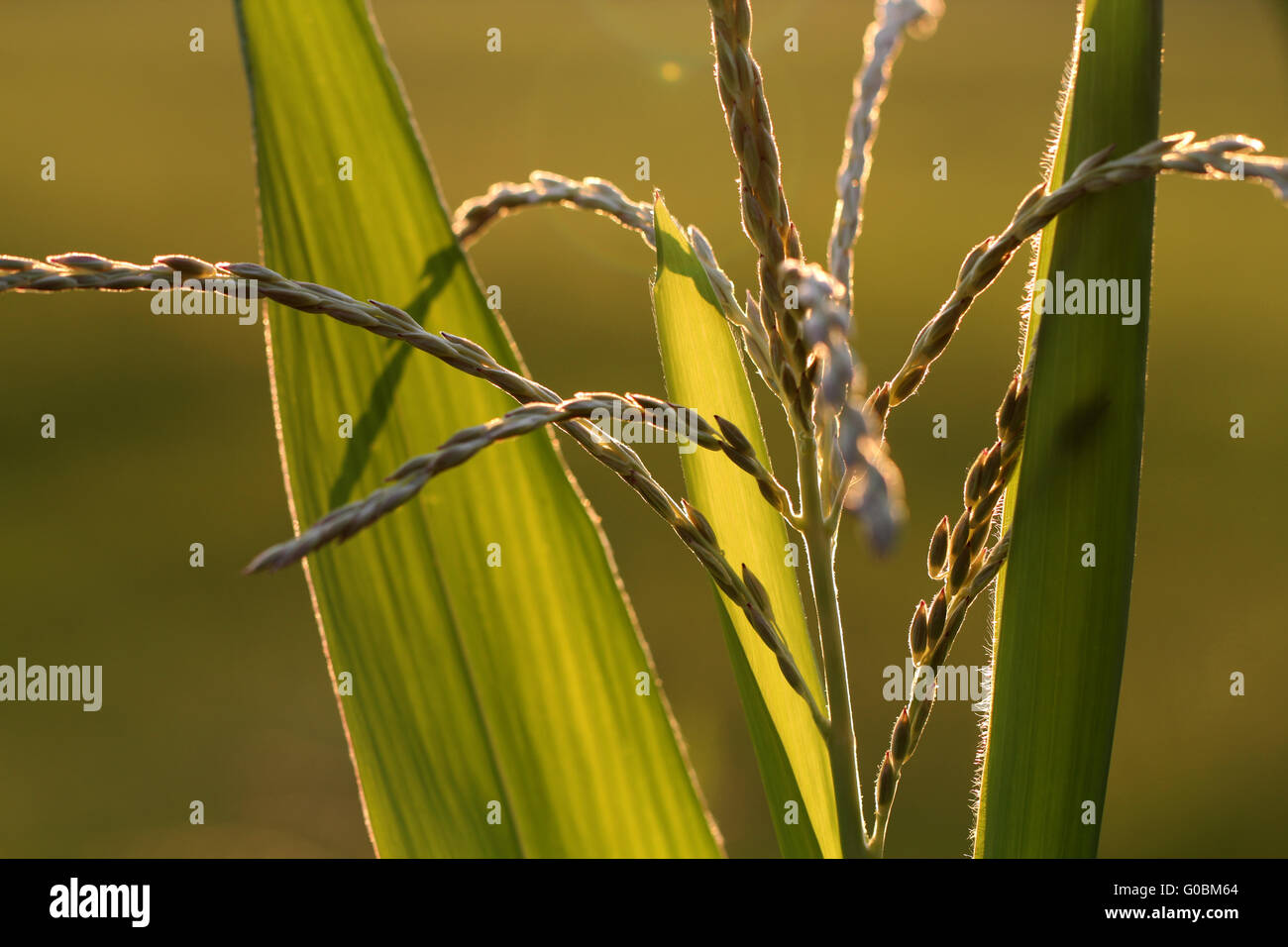 Tassel Zea Mays, inflorescence of male flowers Stock Photo - Alamy