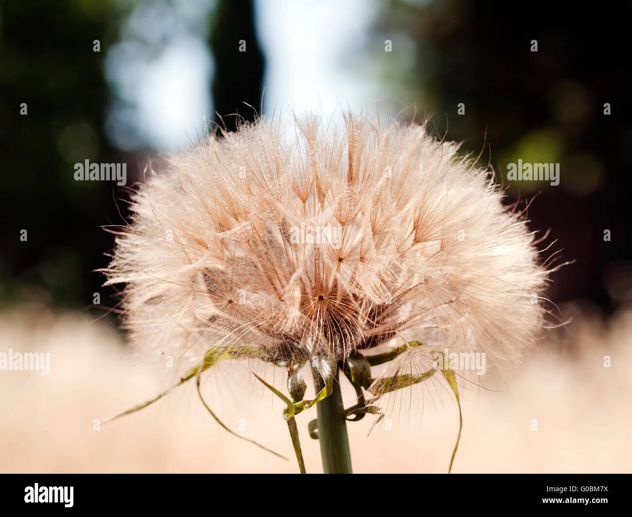 Close Shot Of Single Plant In Field Stock Photo - Alamy