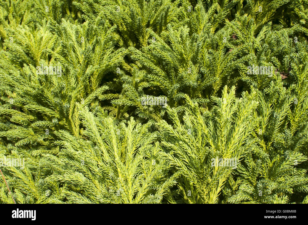 Foliage of evergreen plant closeup as background Stock Photo - Alamy