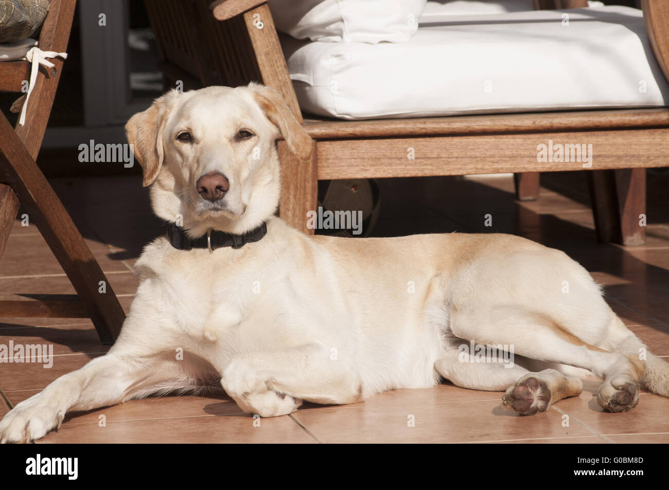 Female labrador dog relaxing on autumn sun lit por Stock Photo - Alamy