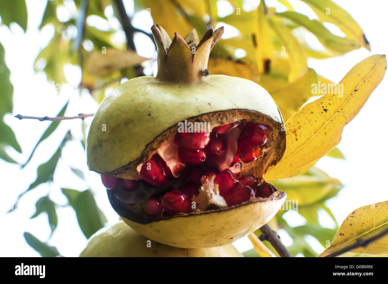 Pomegranate seeds closeup image hi-res stock photography and images - Alamy