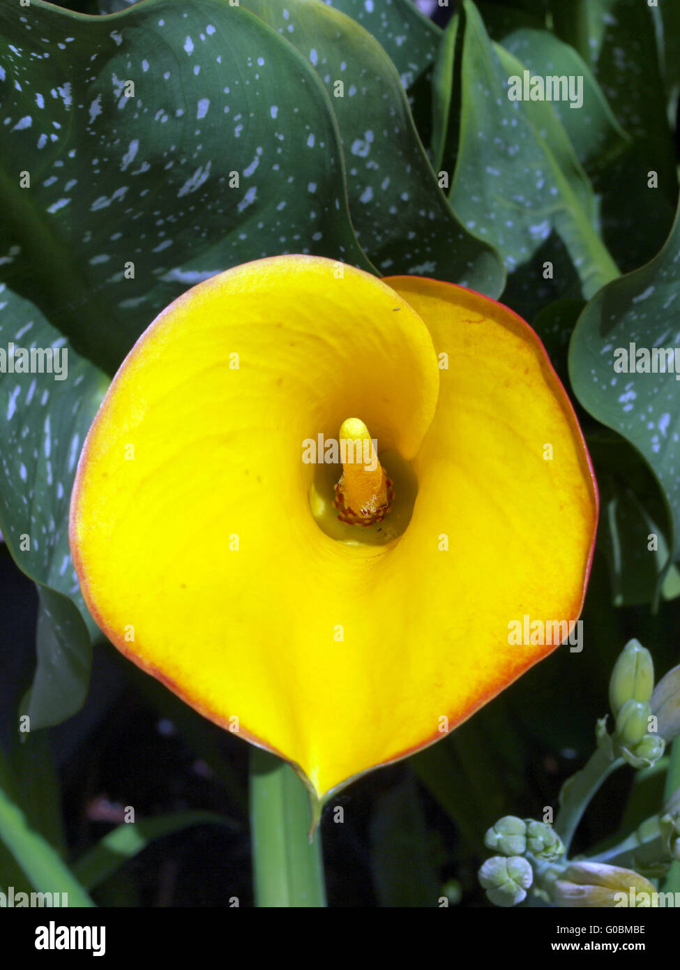 Long stamen from center of yellow flower with green background Stock ...