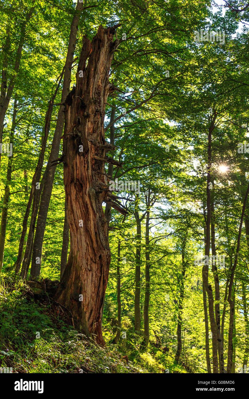 Trunk with damage Stock Photo - Alamy