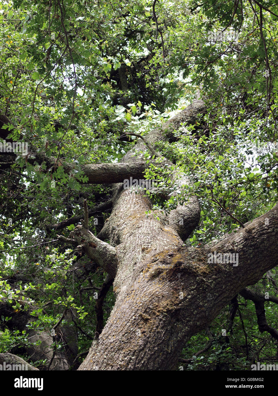view up into oak tree with trunk branches and leaves Stock Photo - Alamy