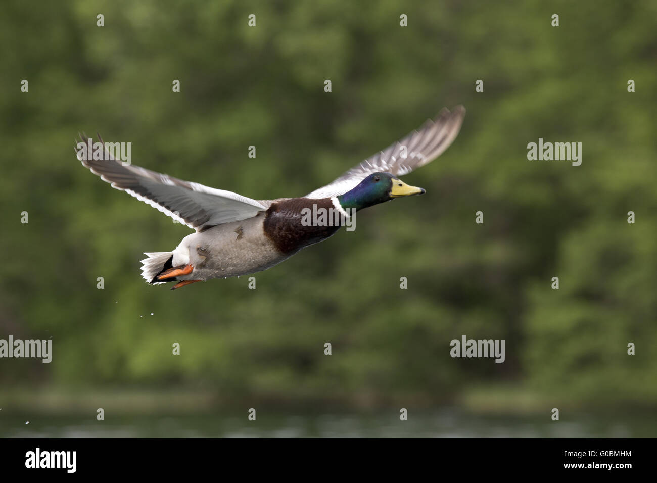 Flying mallard hi-res stock photography and images - Alamy