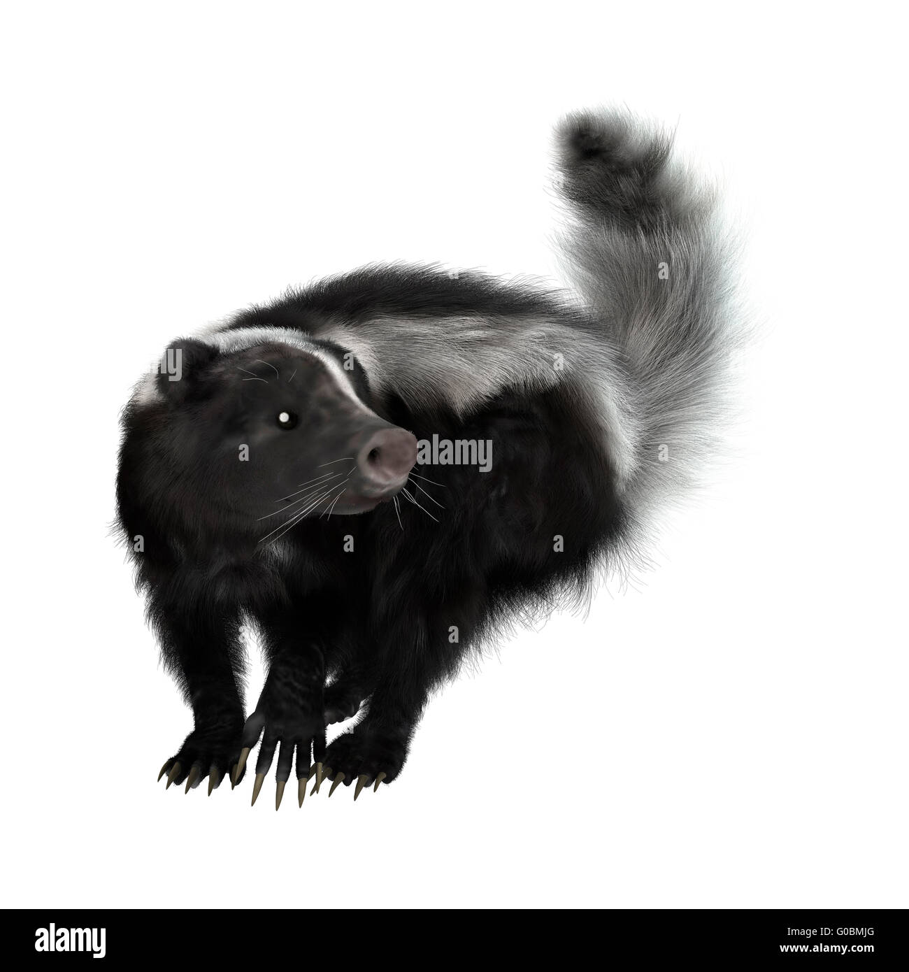 3D rendering of a skunk isolated on white background Stock Photo - Alamy