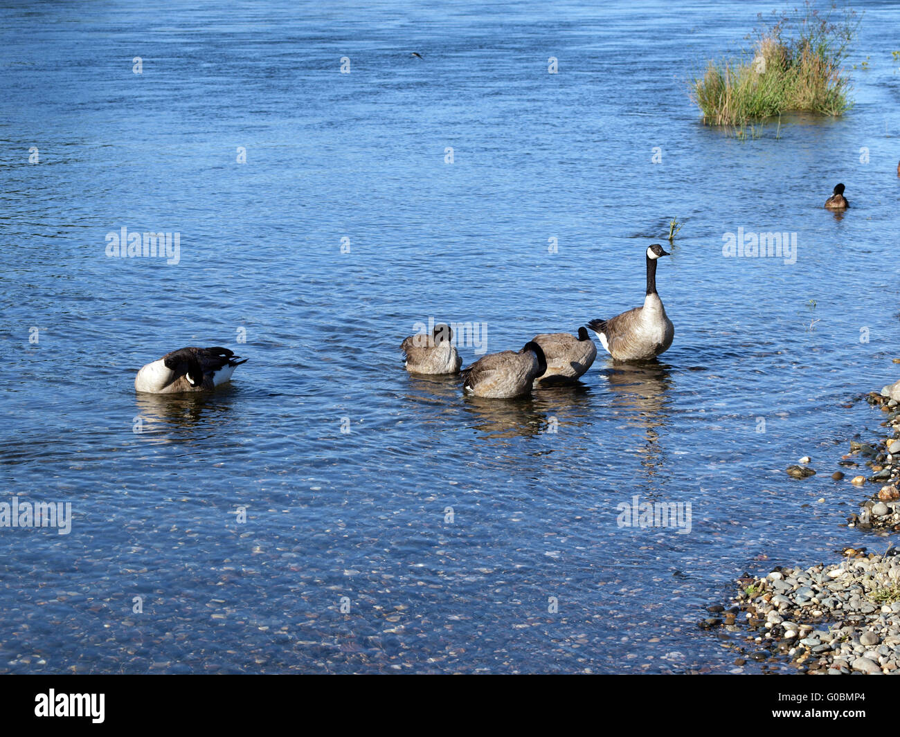 Geese near river hi-res stock photography and images - Alamy