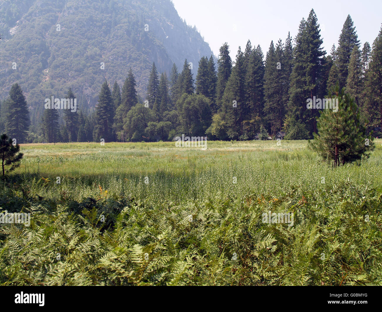 ferns and grass meadow with pine trees and mountain Stock Photo - Alamy