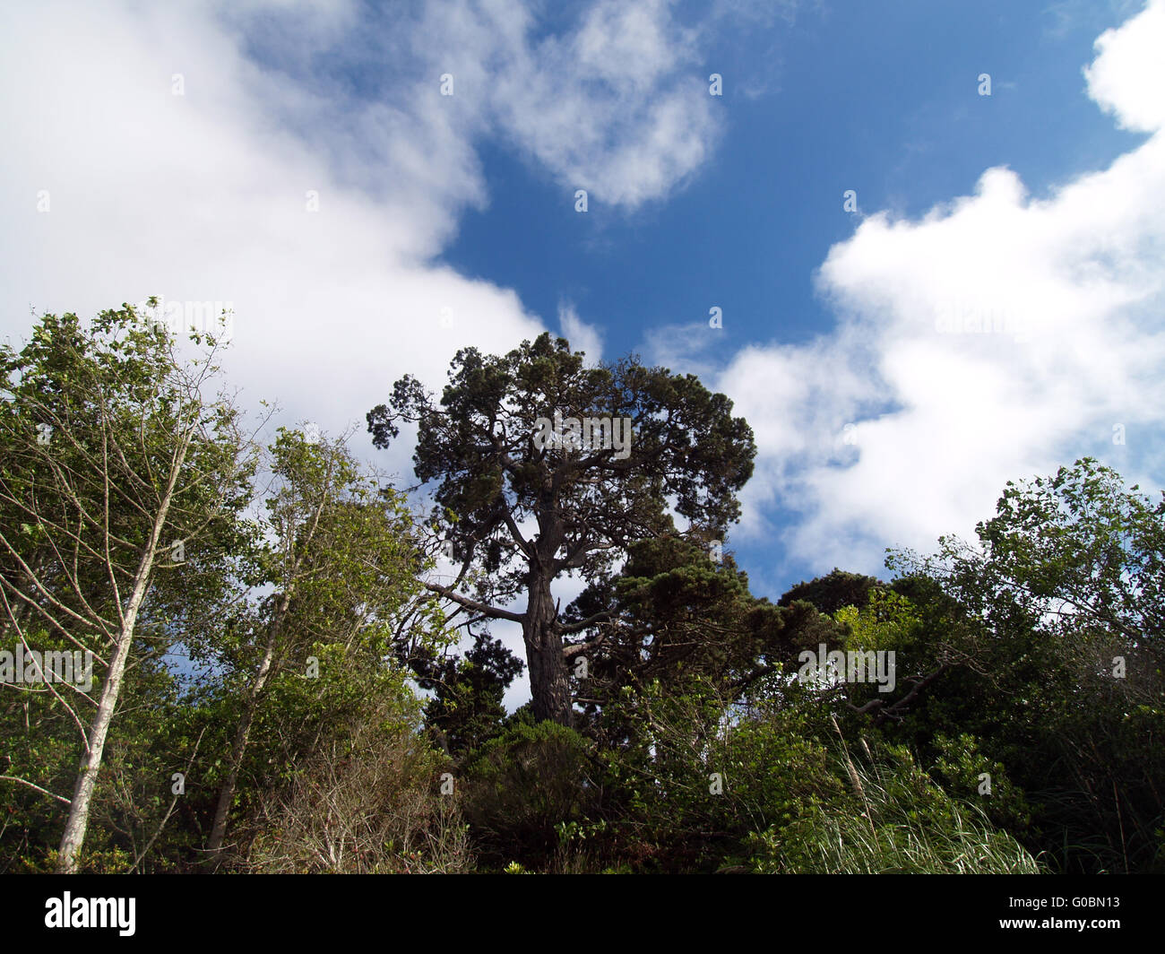 Looking past trees to blue sky and white clouds Stock Photo - Alamy
