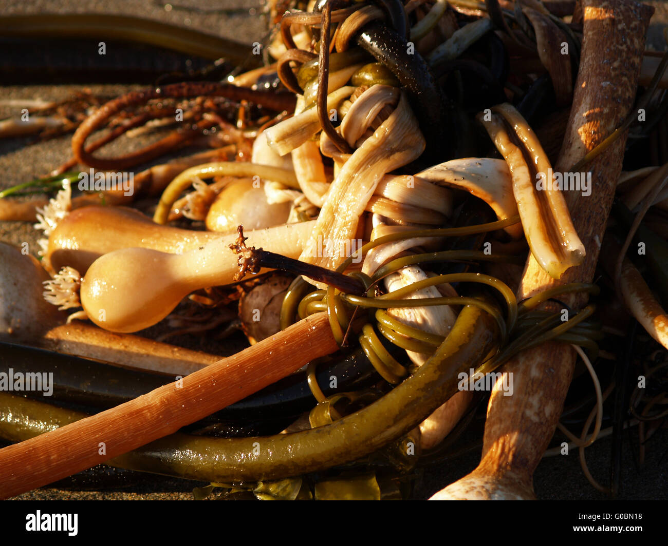 Clump of sea weed kelp on the beach Stock Photo - Alamy