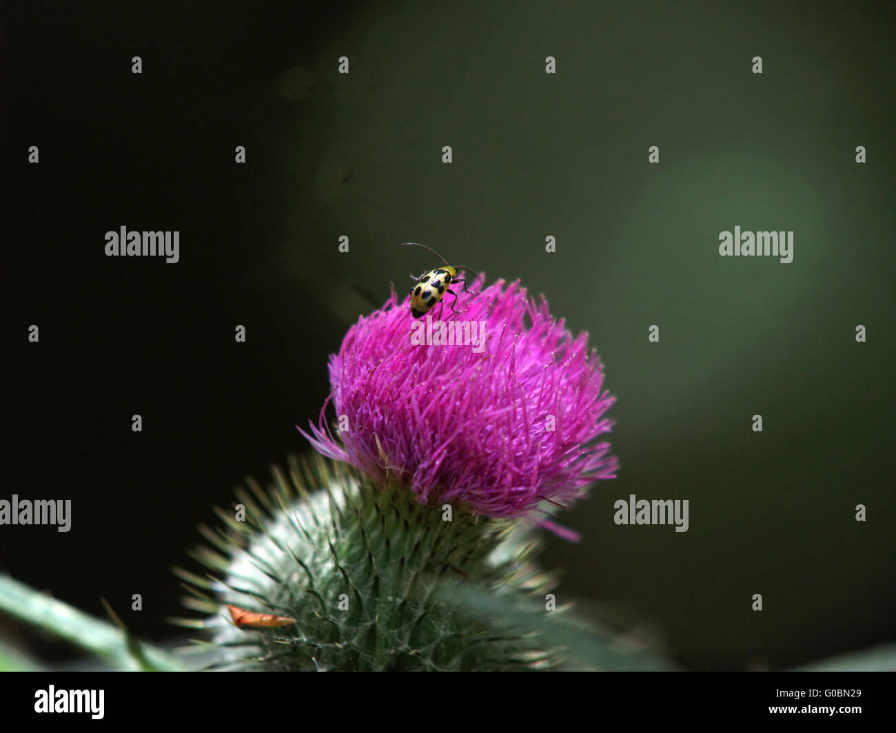 purple thistle with green spikes and lady bug Stock Photo - Alamy