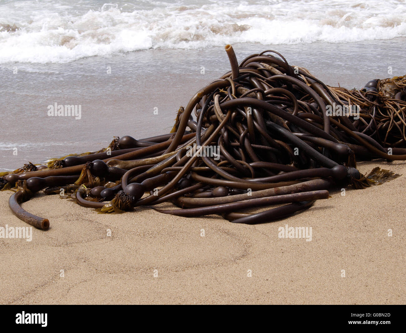 Seaweed and ocean foam hi-res stock photography and images - Alamy