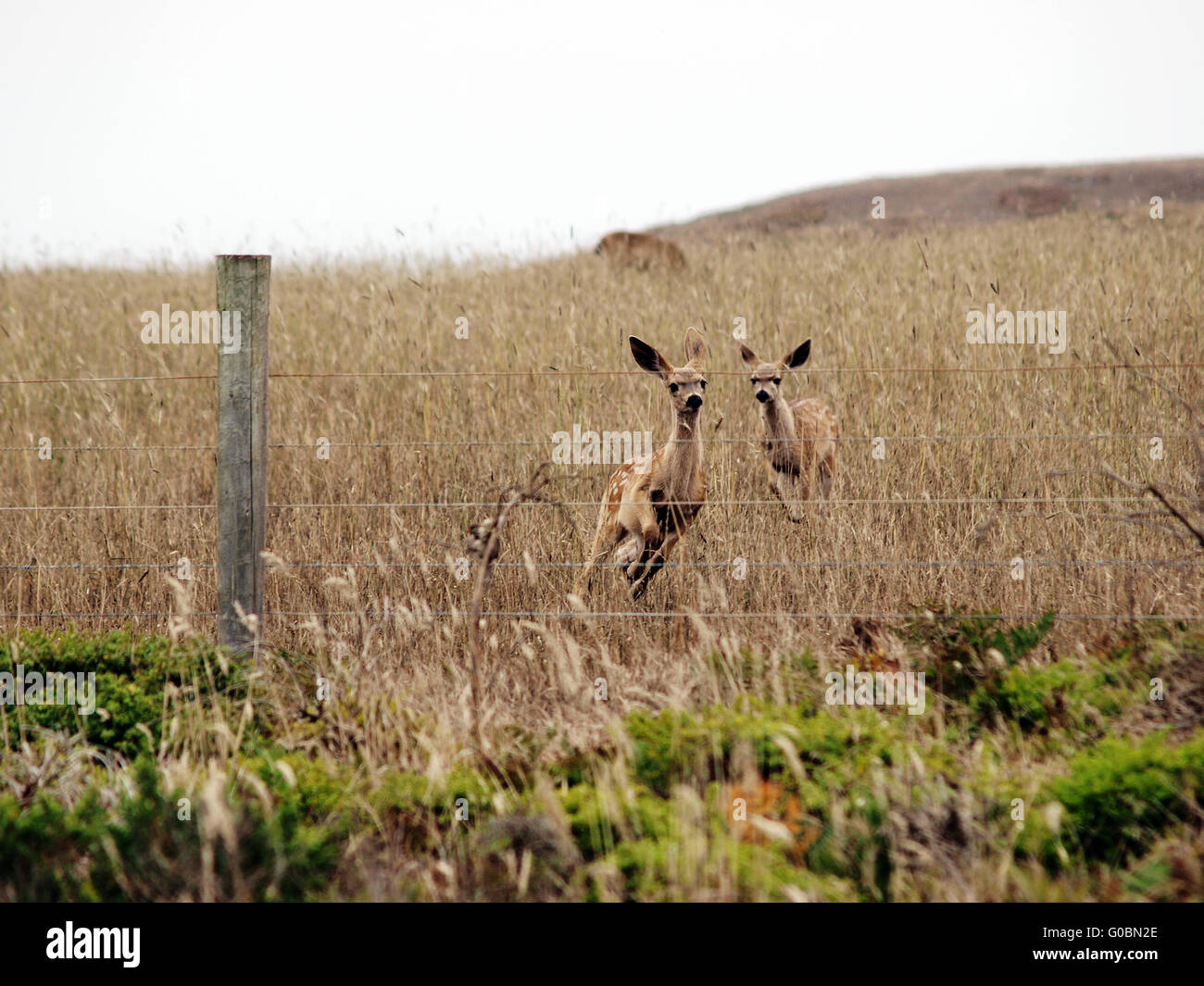 two young deer running in field towards fence Stock Photo - Alamy