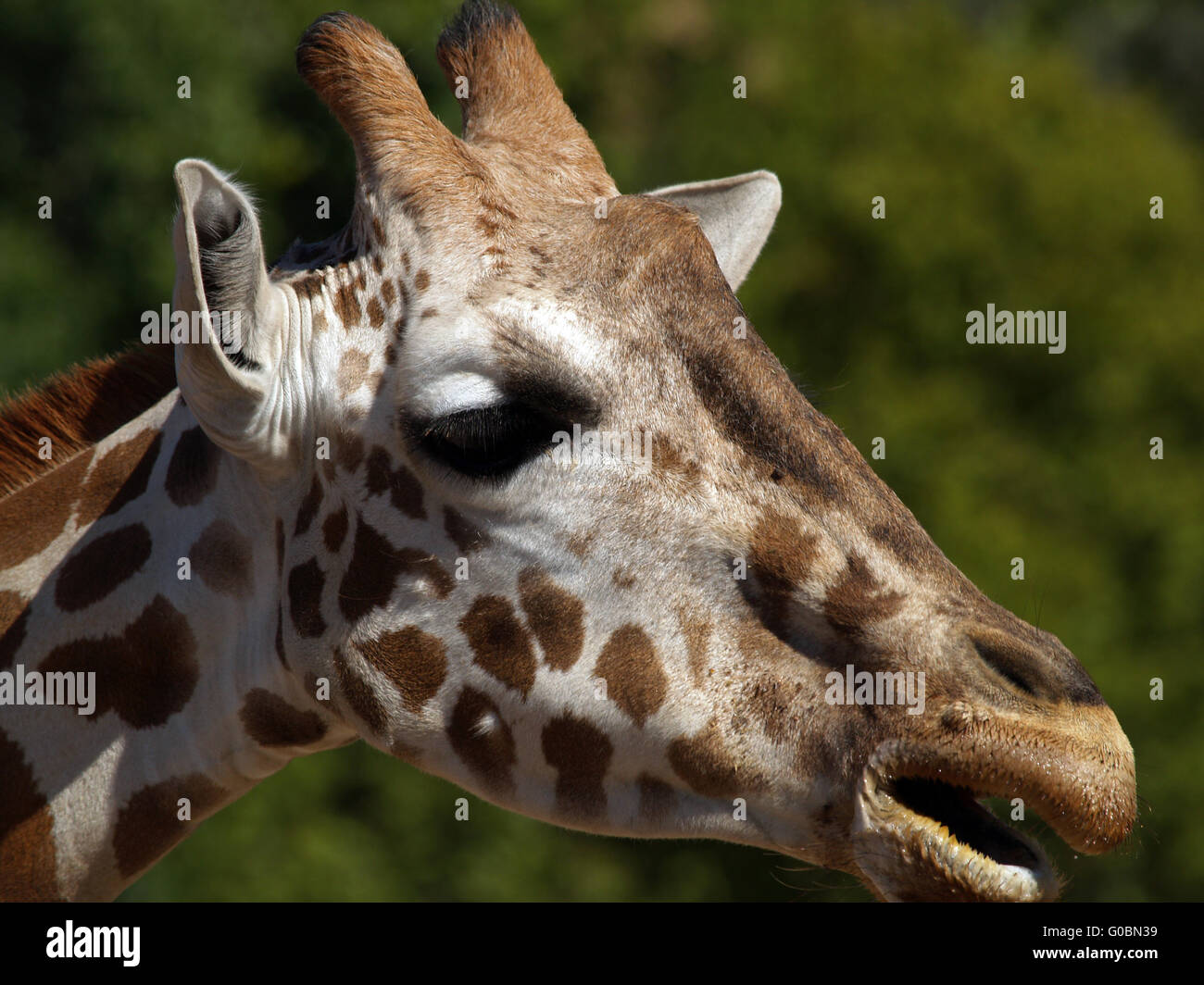 Tight head shot of giraffe with green background Stock Photo - Alamy