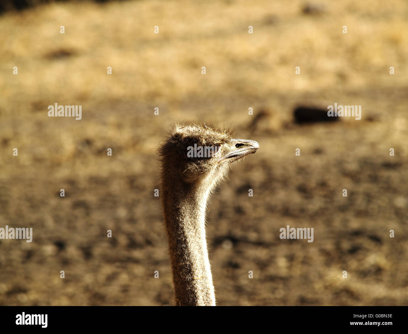 Dirt neck hi-res stock photography and images - Alamy