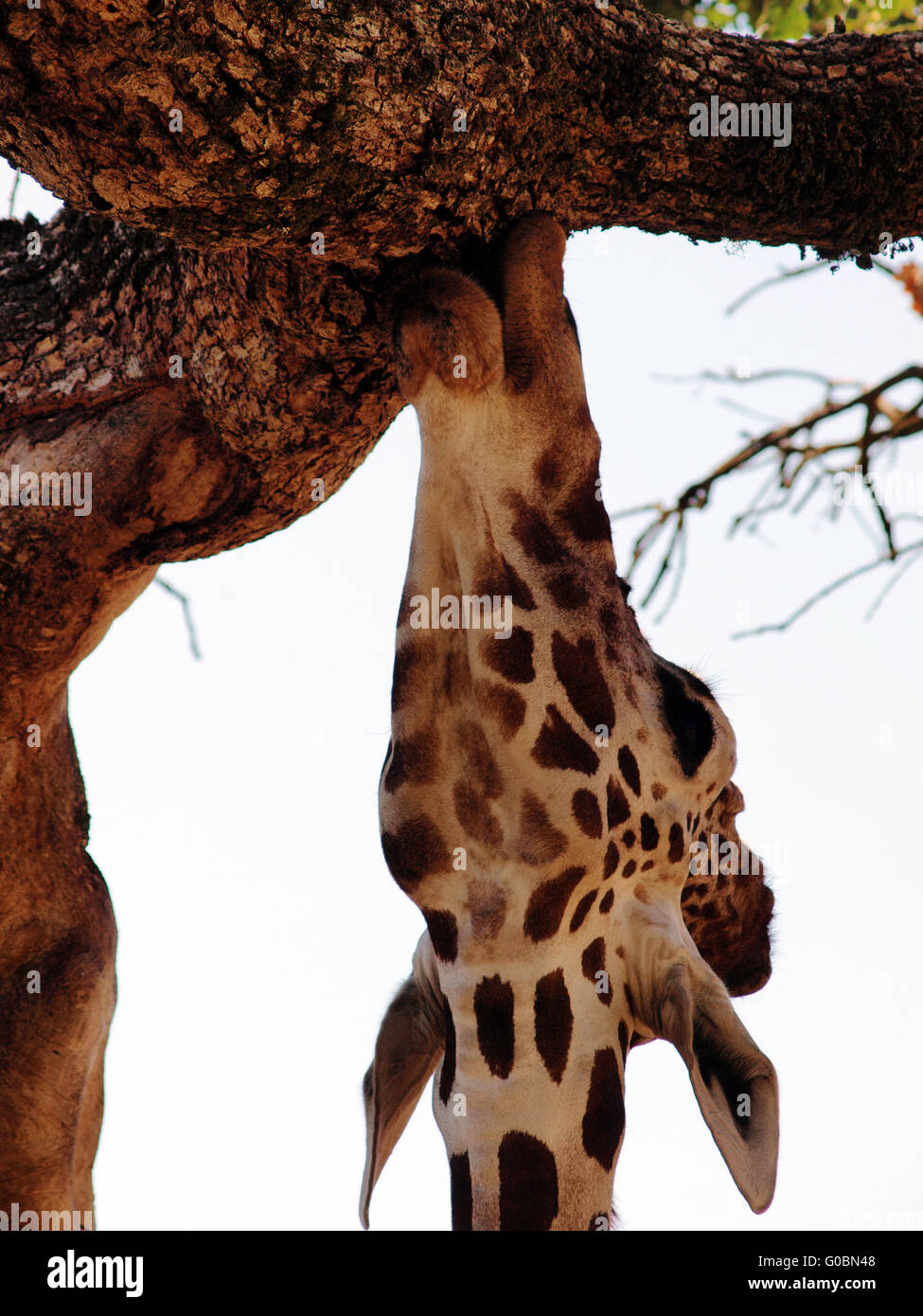 Head of young giraffe from below chewing on bark Stock Photo - Alamy