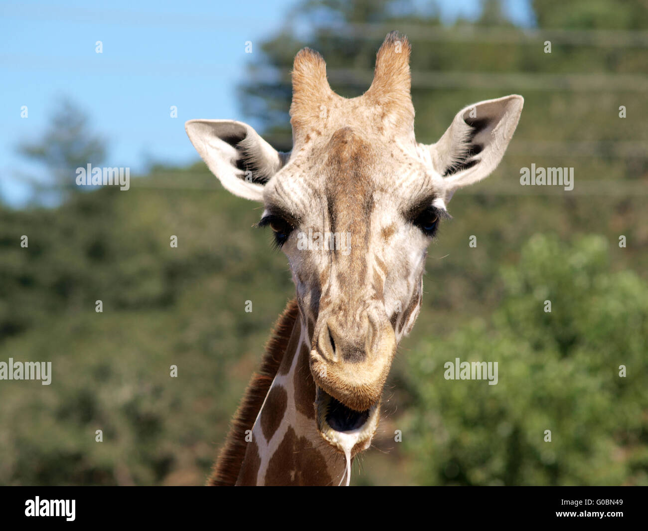 Tight portrait of young Giraffe with drool on lips Stock Photo - Alamy
