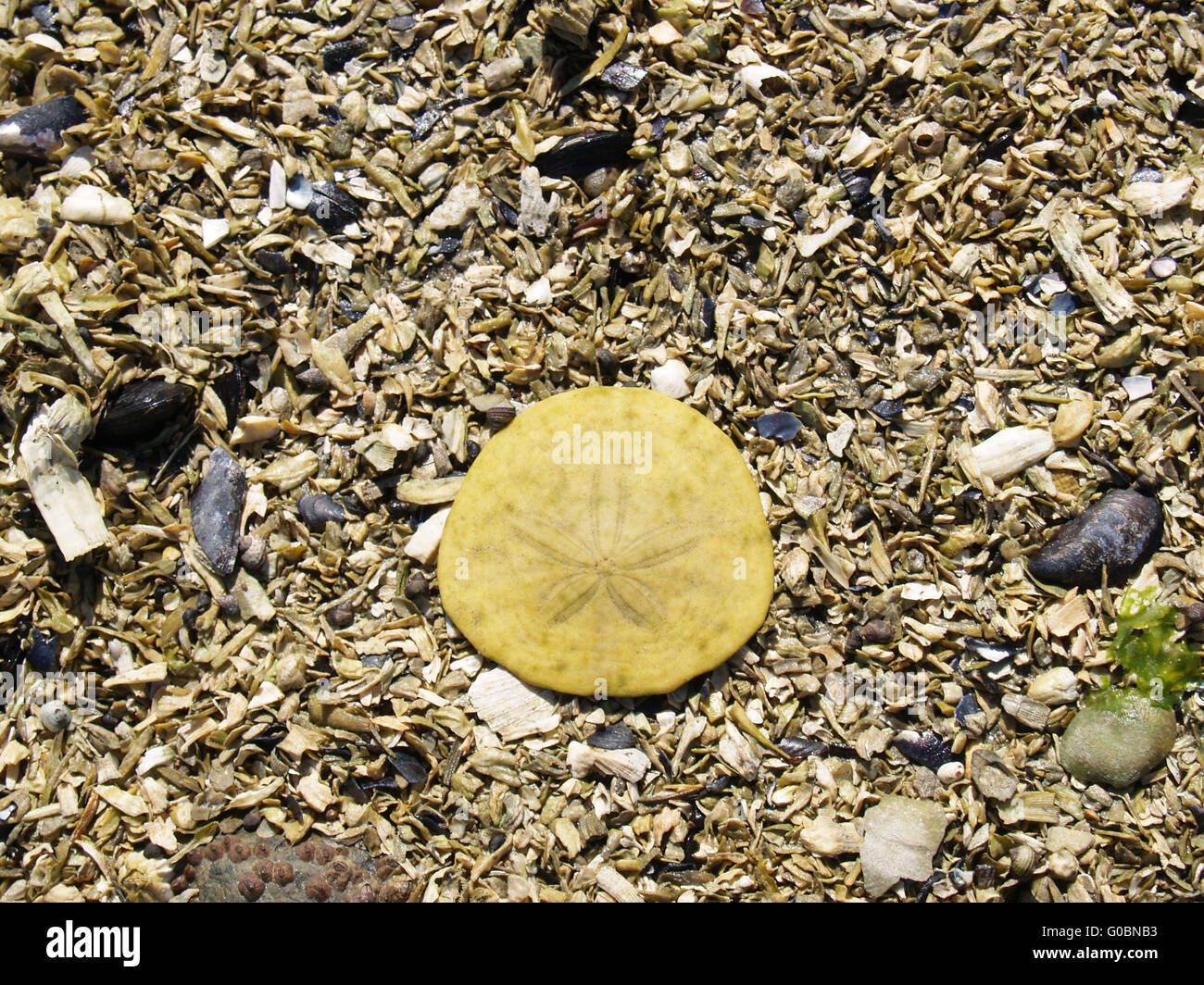 Broken sand dollar hi-res stock photography and images - Alamy