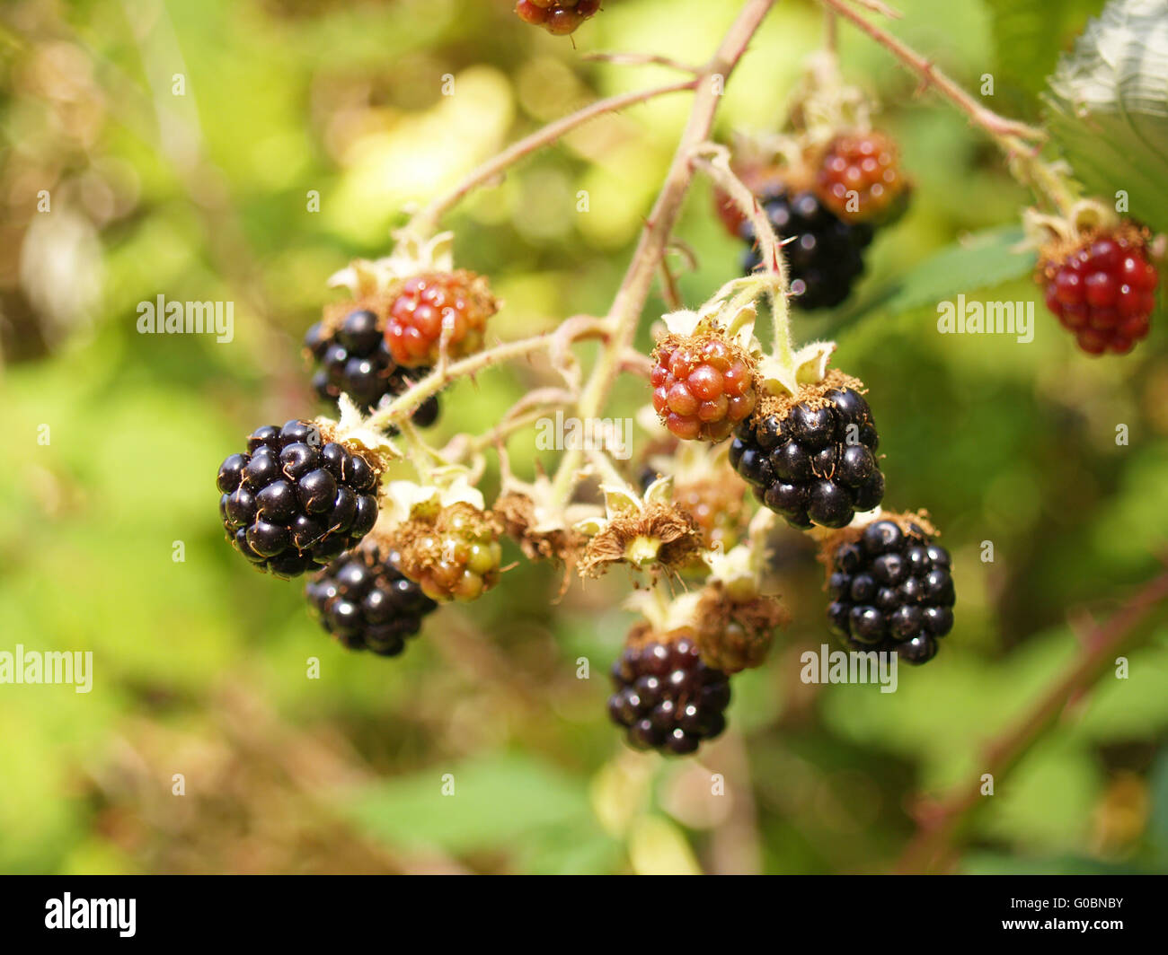 Ripe and not ripe blackberries on the vine Stock Photo - Alamy