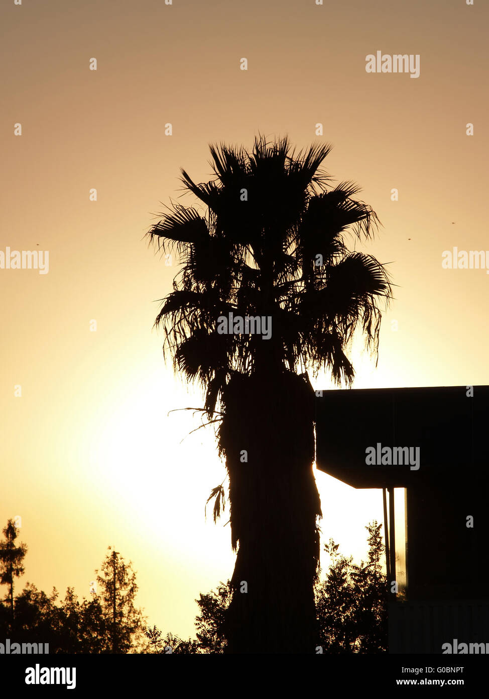 Sun behind palm tree hi-res stock photography and images - Alamy