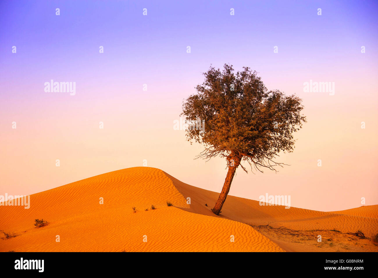 Tree in ras al khaimah hi-res stock photography and images - Alamy