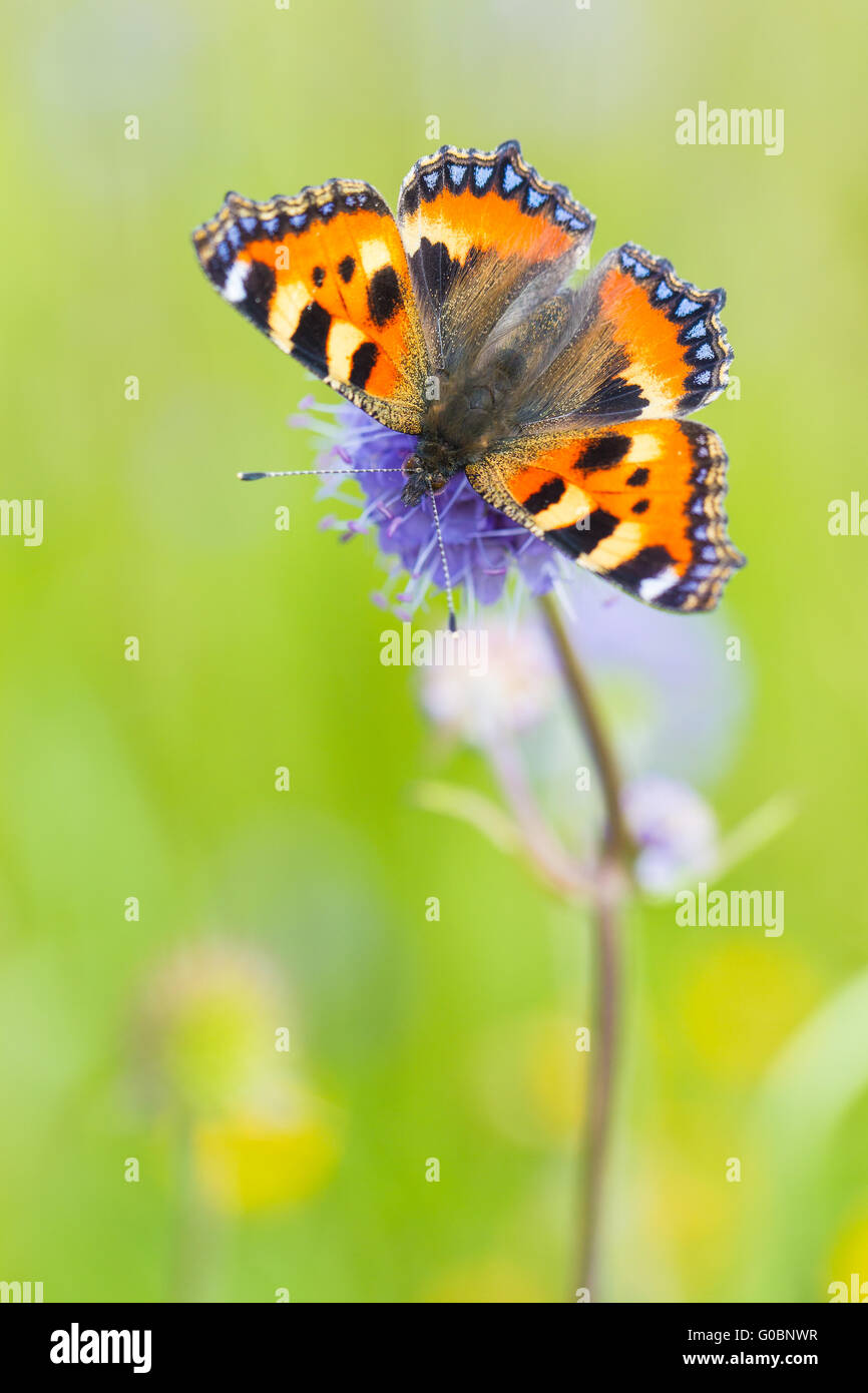 Small tortoiseshell butterfly hi-res stock photography and images - Alamy